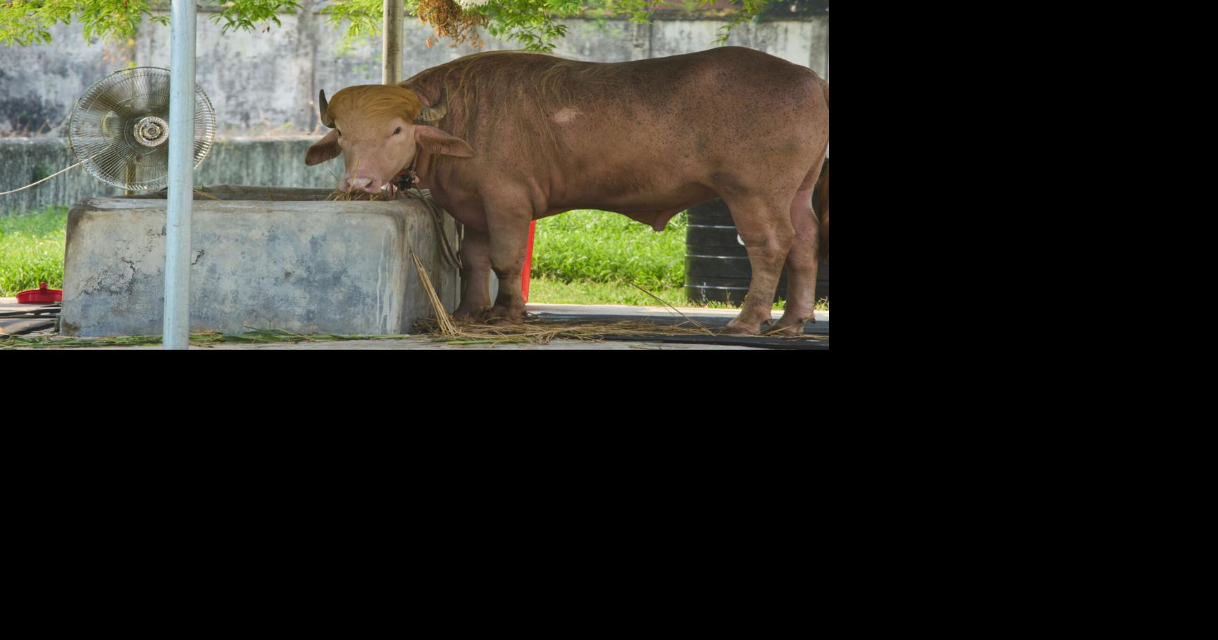 Buffalo named Donald Trump for his golden locks is a sensation at a ...