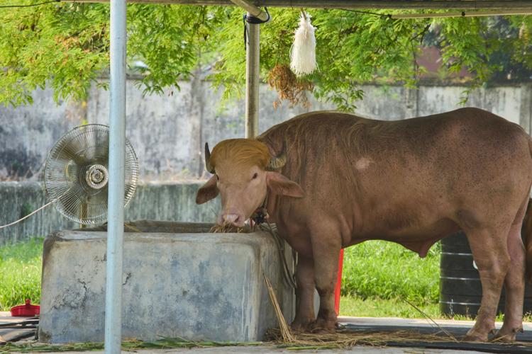 Buffalo named Donald Trump for his golden locks is a sensation at a ...