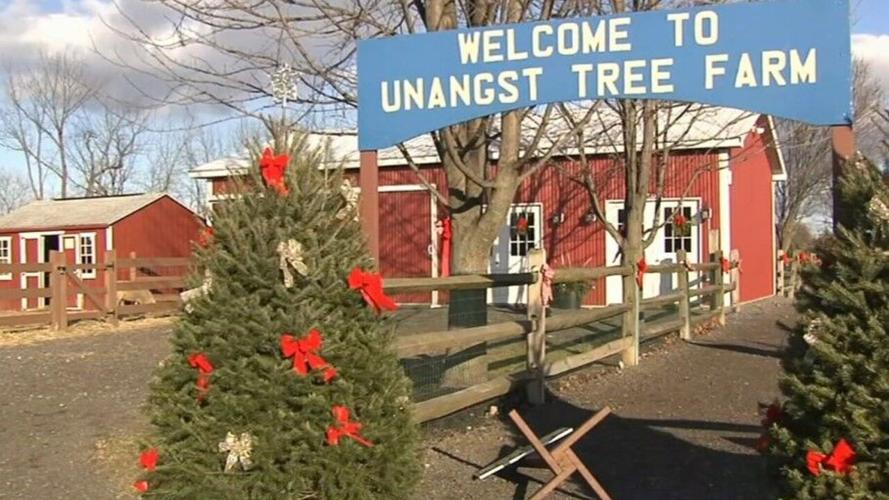 'After assessing the fields,' Northampton County Christmas tree farm ...