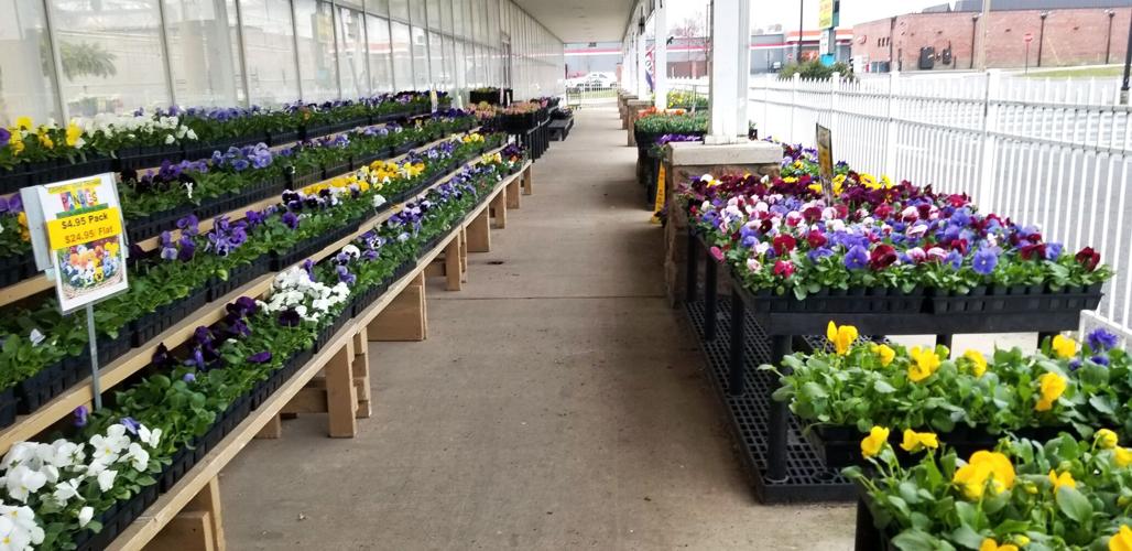 ‘We’re pumped’: 110-year-old plant business sprouts up at former Dan ...