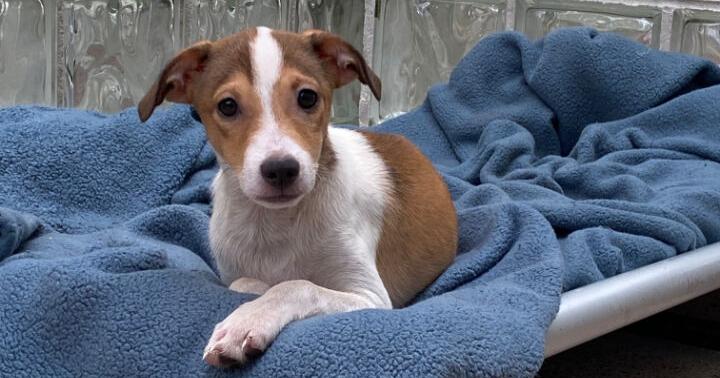 SPCA rescues 30 dogs, cats from Northampton County property | Lehigh ...