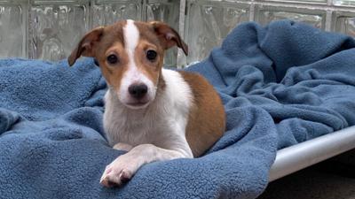 SPCA rescues 30 dogs, cats from Northampton County property | Lehigh ...