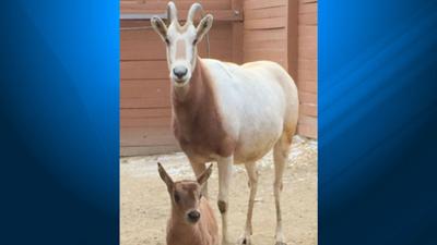 Lehigh Valley Zoo introduces baby oryx | Feature-belt | wfmz.com