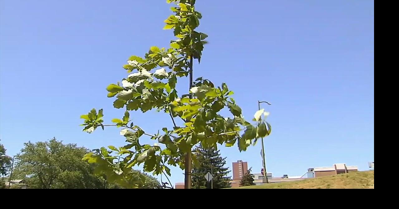 Tips on how you can conserve water, as Pa. DEP declares Drought Watch ...