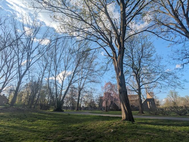Lehigh County park goers blue over lack of 'bluebells' | Lehigh Valley ...