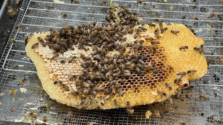 What to do if honeybees make a home in your home | Lehigh Valley ...
