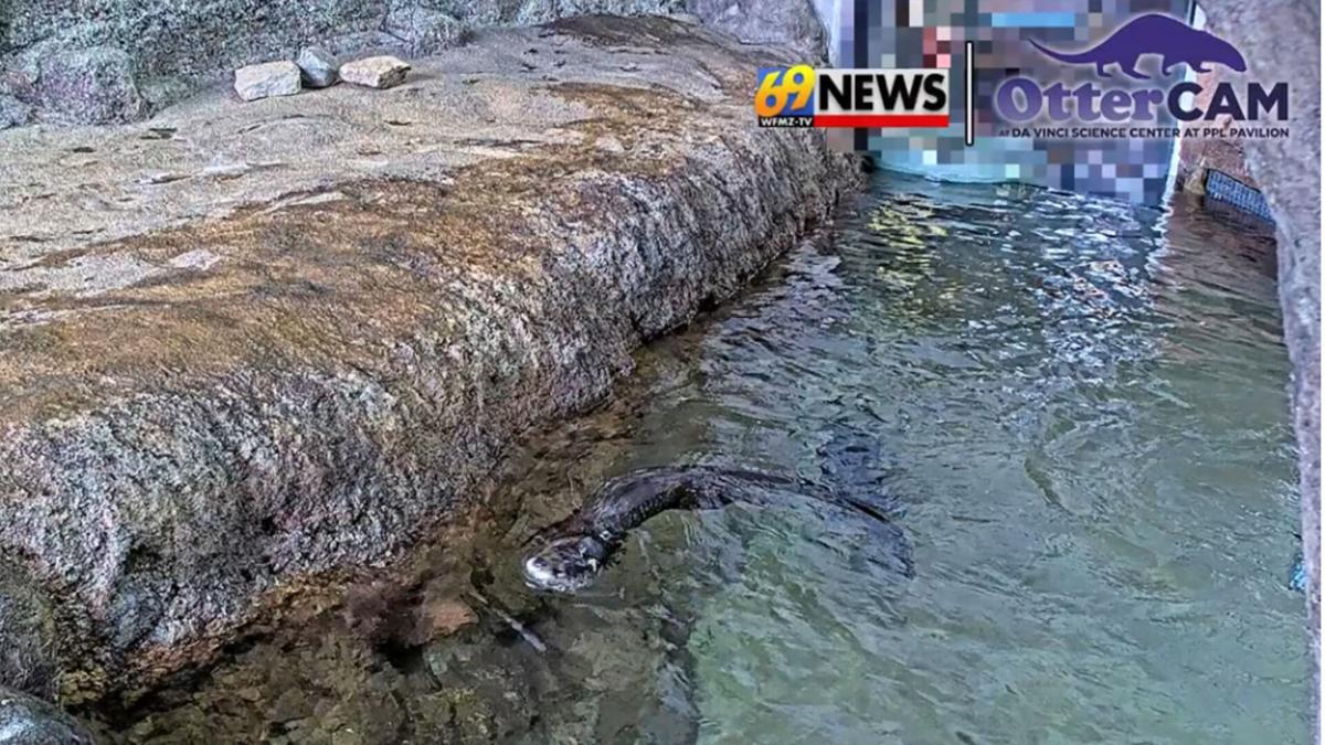 The otters are LIVE! WFMZ-TV, Da Vinci Science Center OtterCam available for viewing 24/7 ...