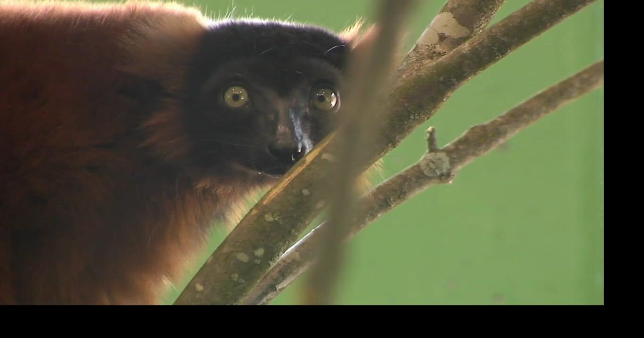 Lehigh Valley Zoo debuts new lemur exhibit | 69News at Sunrise | wfmz.com