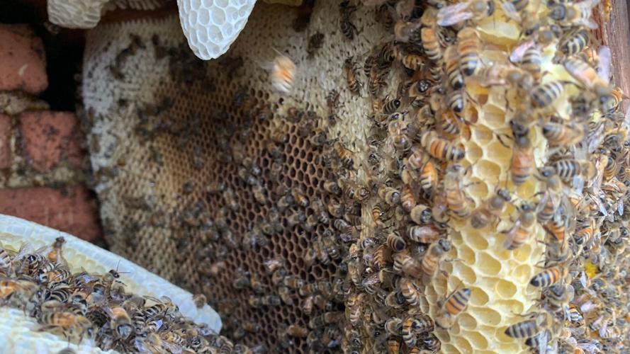 What to do if honeybees make a home in your home | Lehigh Valley ...