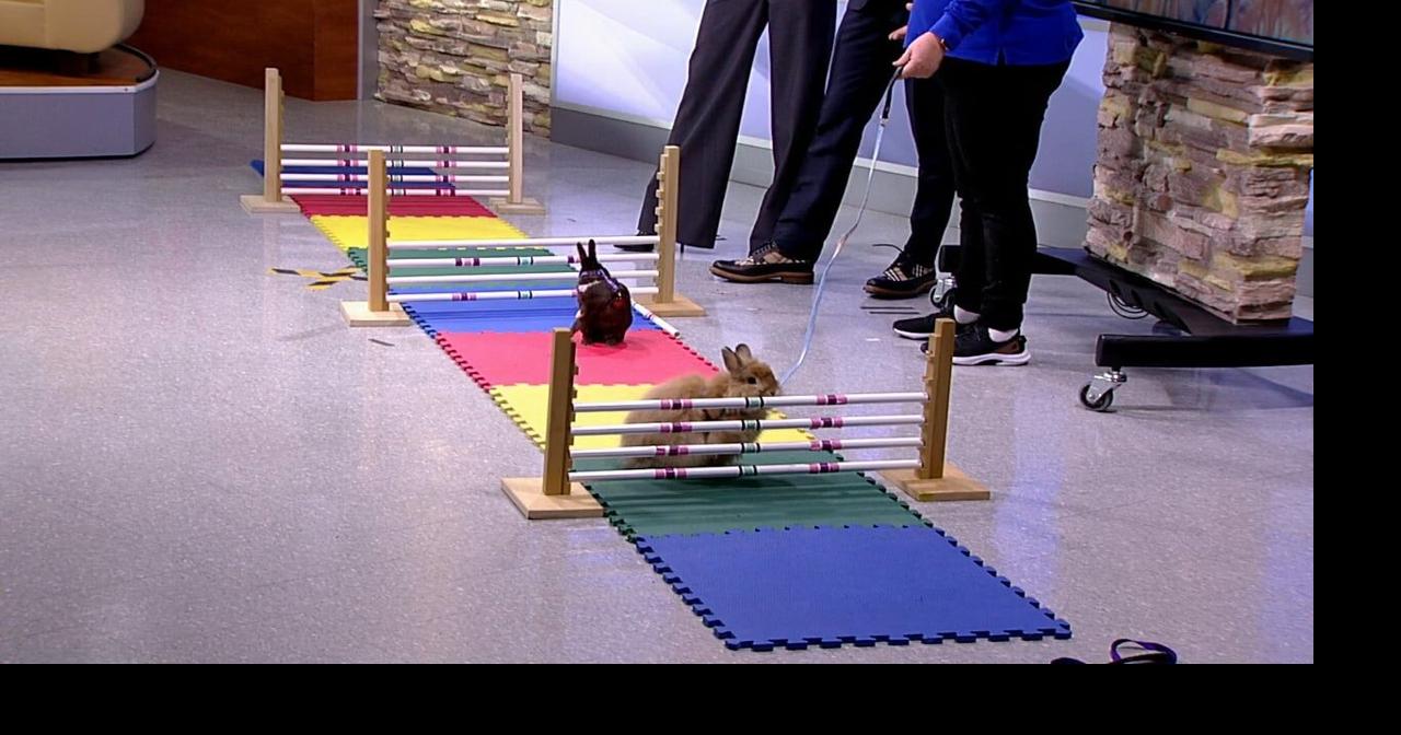 Bunny bonanza hops into WFMZ studios | 69News at Sunrise | wfmz.com