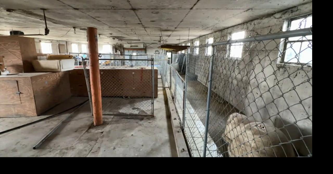 Dog breeder under investigation in Northampton County after SPCA finds ...