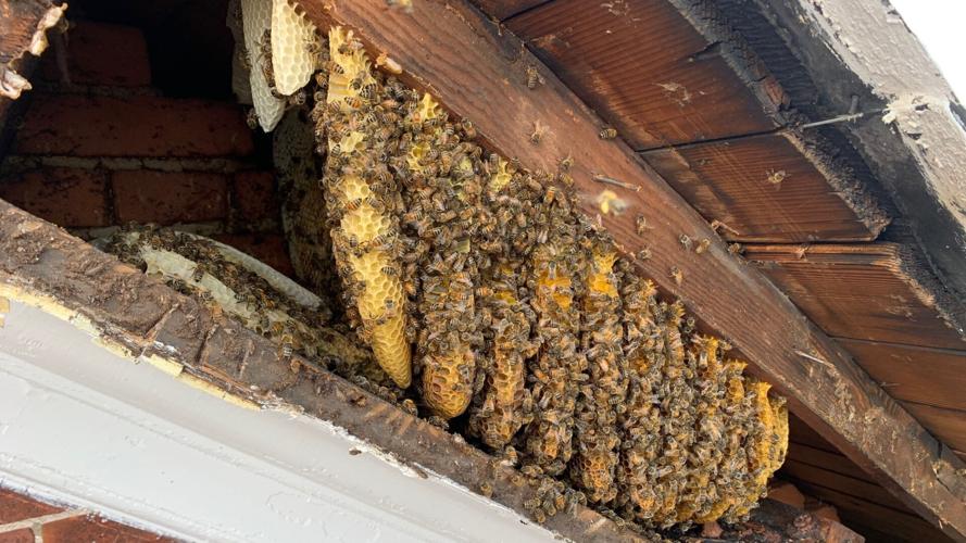 What to do if honeybees make a home in your home | Lehigh Valley ...
