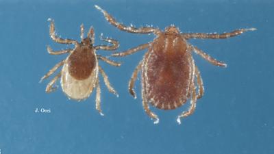 Invasive tick species appears in New Jersey | News | wfmz.com