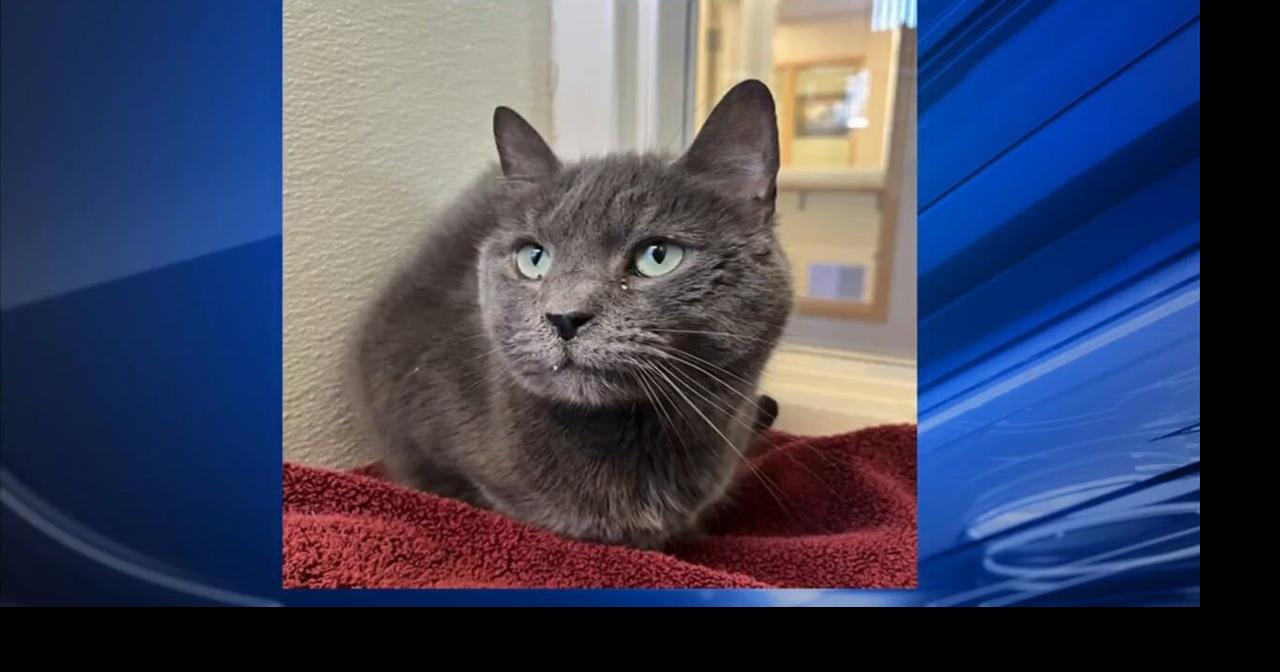 Furry Friends: Wawa and Idgie & Ruth | Berks Regional News | wfmz.com