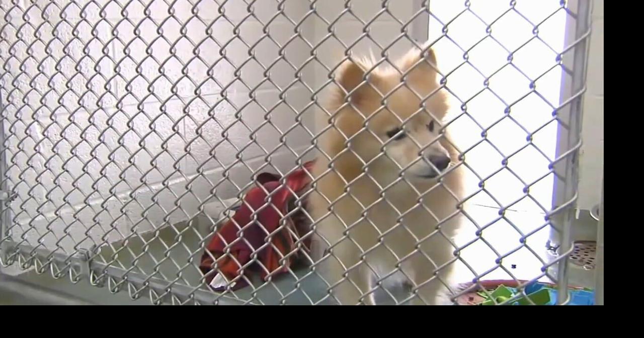 'Best protection for a dog': Protect your furry friend with a 2026 dog ...