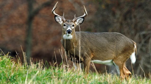 Start date of deer season in Pennsylvania staying put for now | Berks ...