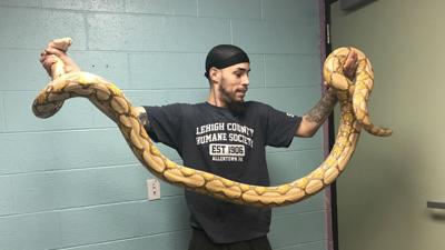 15-foot snake, pigs, dozens of exotic animals found in Macungie home ...