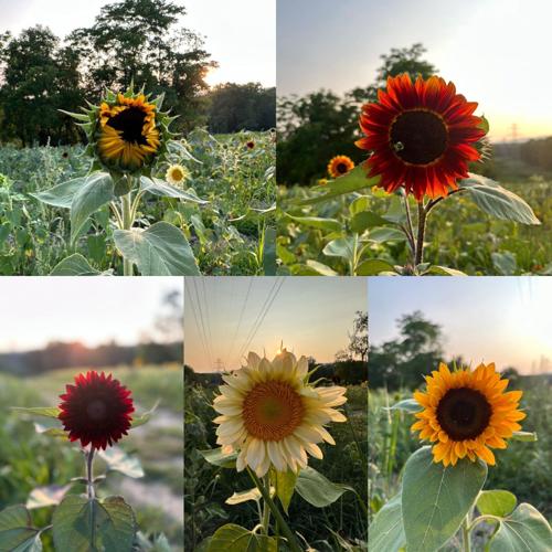 Pick-your-own sunflower farm returning with first-rate views, photo ops ...