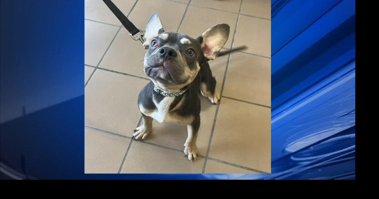 Furry Friends: Jitterbug and Boo Boo | Berks Regional News | wfmz.com