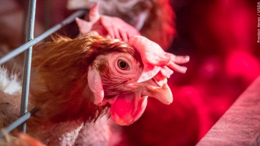 First positive case of avian influenza in domestic poultry discovered ...