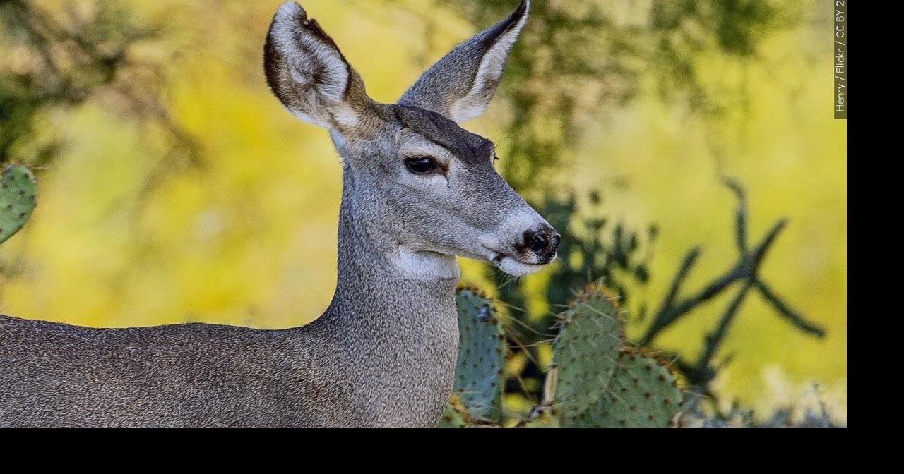 People experience long waits, slowdowns as Pa. unveils new hunting ...