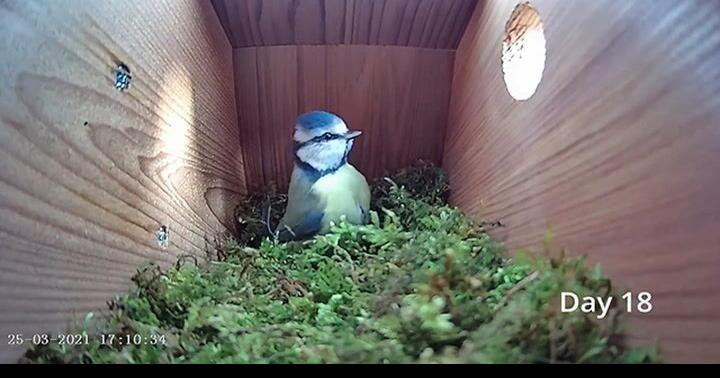 Watch a bird family grow | | wfmz.com