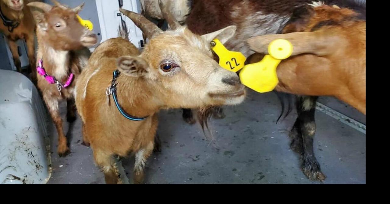 BUCKS County SPCA rescues more than 100 farm animals | News | wfmz.com