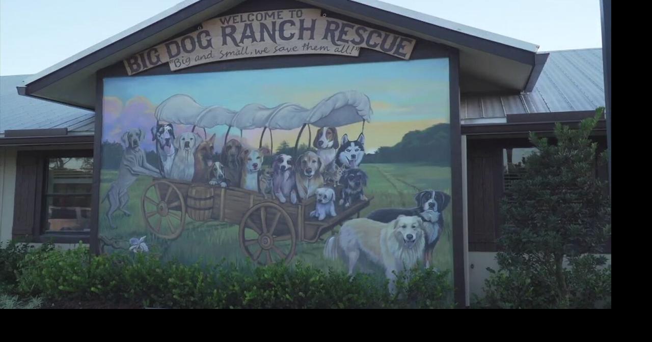 Disney for dogs: Big Dog Ranch Rescue | Life Lessons | wfmz.com