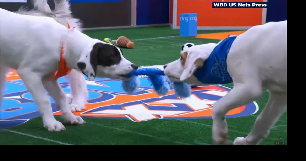 'Team Ruff' vs. 'Team Fluff': Bucks County resident trains, wrangles ...