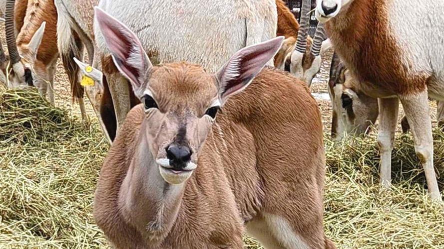Meet the baby antelope born at LV Zoo; naming contest to be held ...