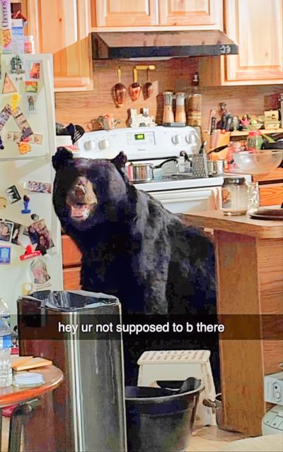 Unwanted house guest: Bear goes through woman's kitchen in Poconos ...