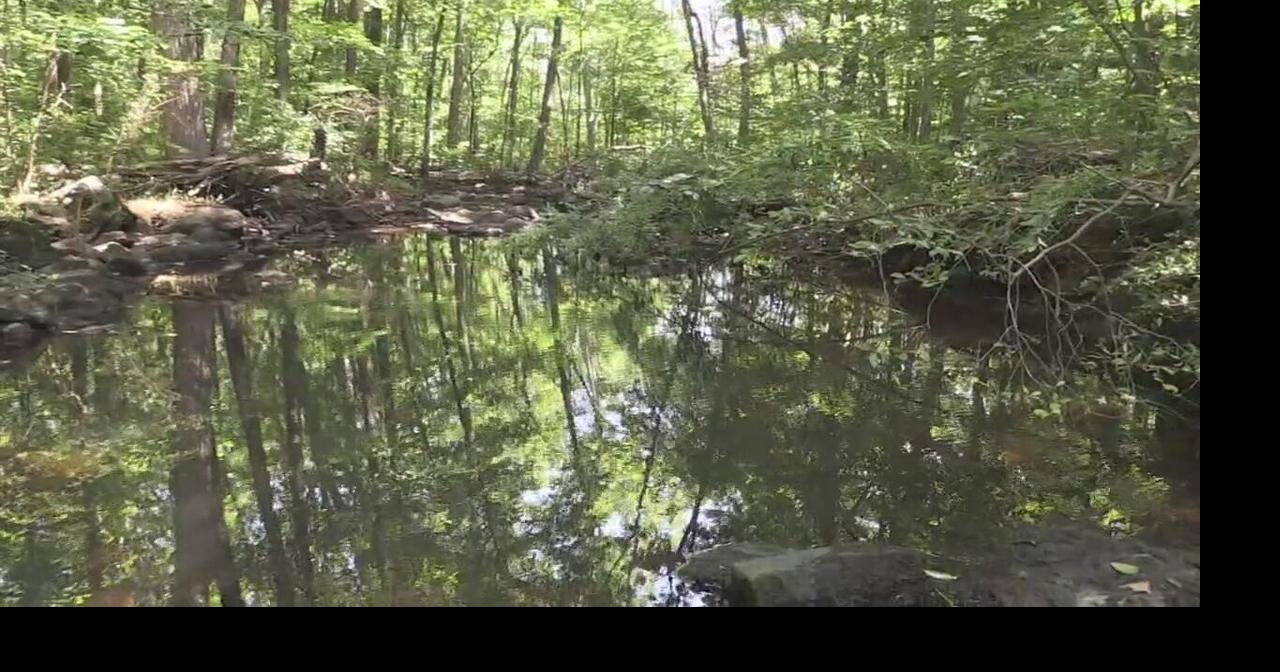 Quakertown swamp gets Wetland of Distinction title | Southeastern ...