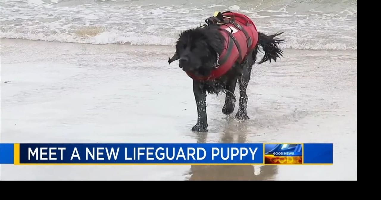 Pups dive to the rescue on a beach in Maine alongside trained ...