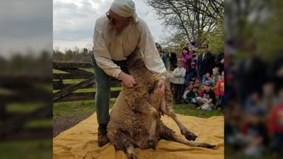 Sheep Shearing Day offers colonial farm experience in Lansdale ...