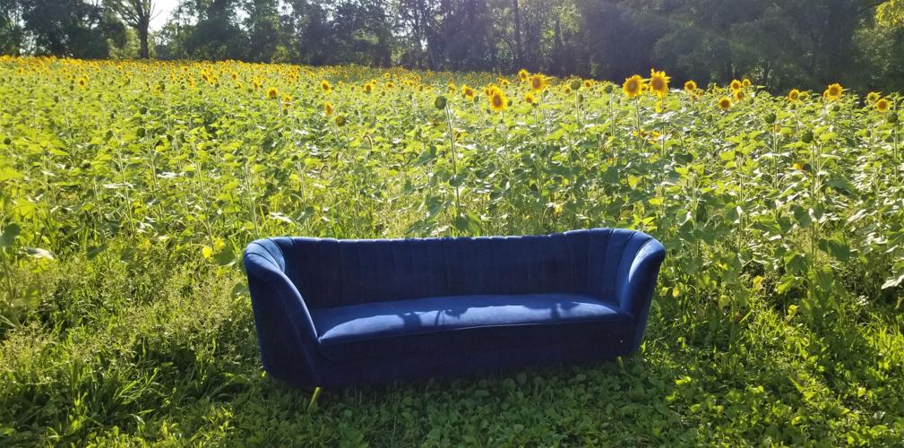 Pick-your-own sunflower farm returning with first-rate views, photo ops ...