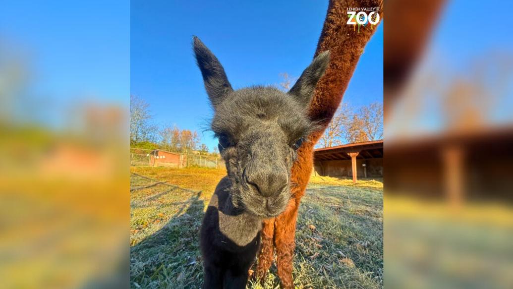 Lehigh Valley Zoo announces name of first female baby alpaca ...