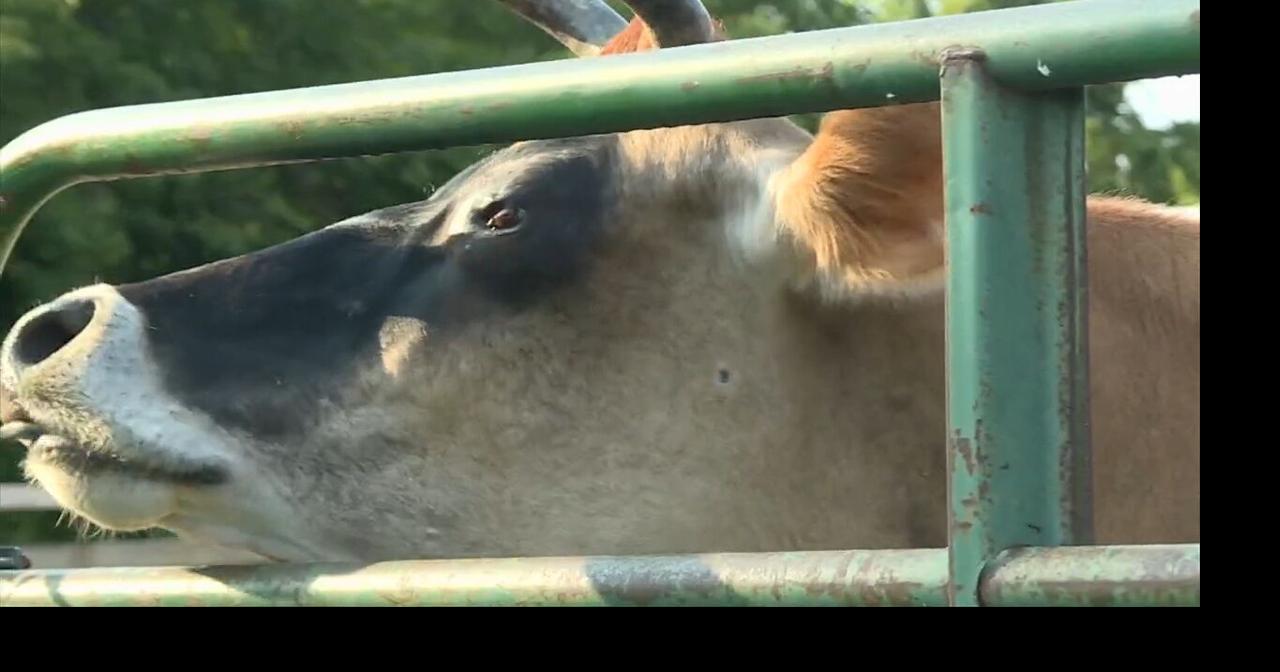 Blind cow warms hearts in online pet competition | Good News | wfmz.com