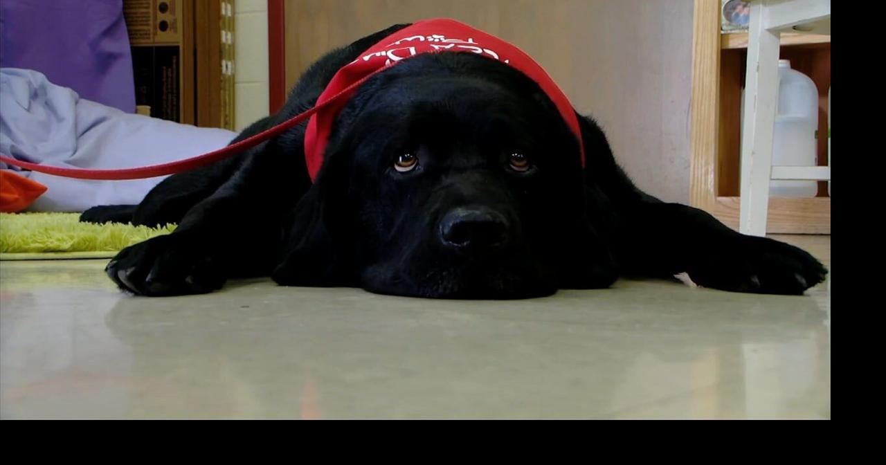 Therapy dogs help students read with confidence | Good News | wfmz.com