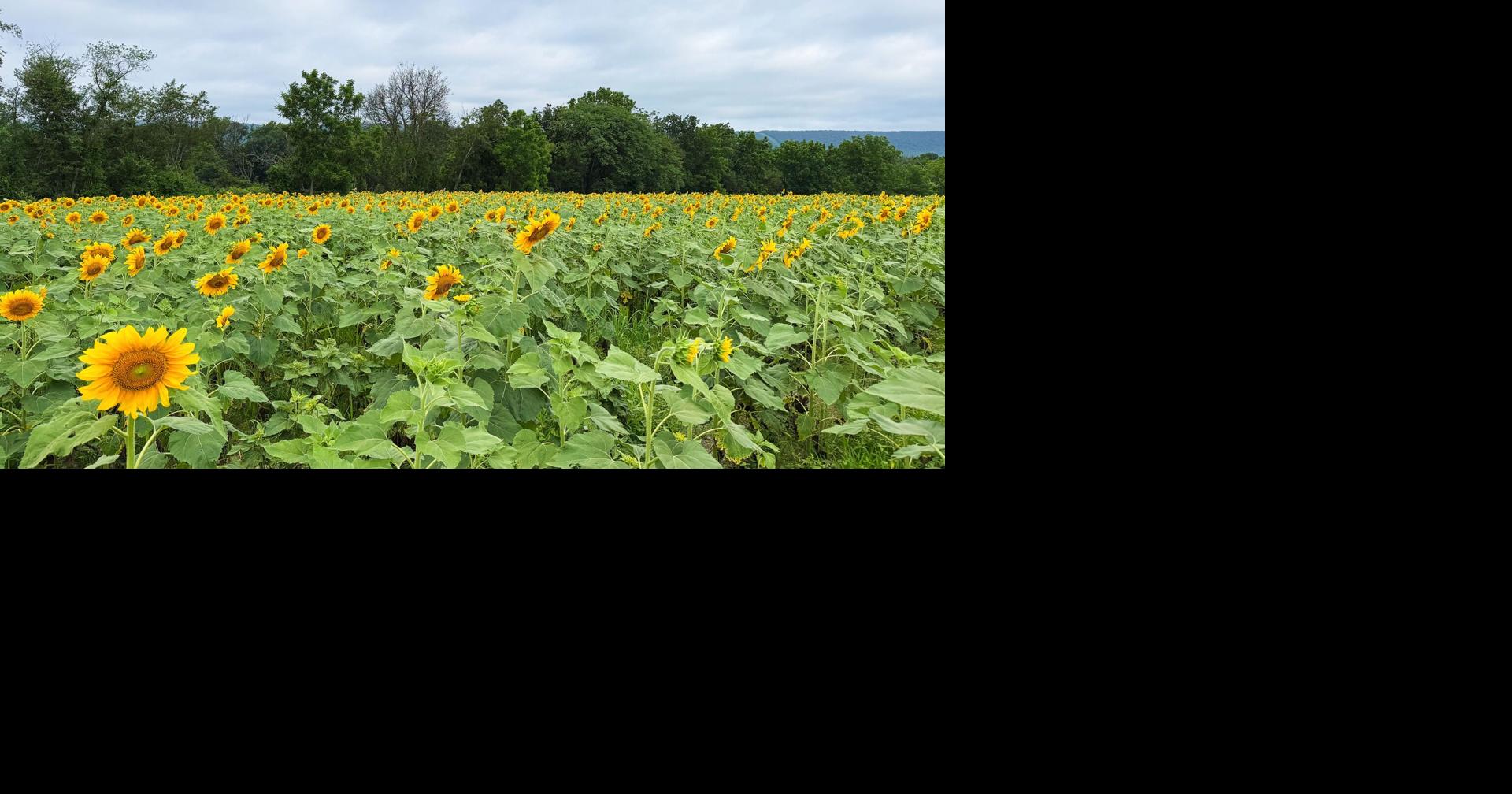 Sunflowers are in full bloom as season opens at Bushkill Township farm ...