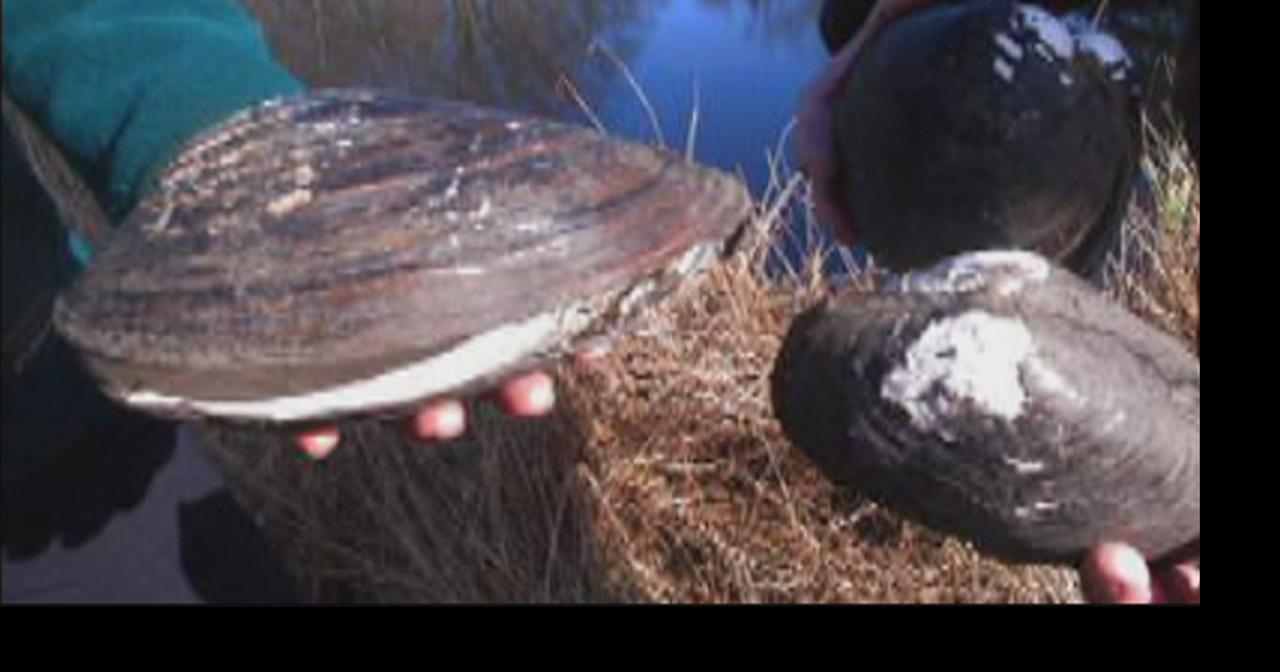 Invasive mussels eradicated from New Jersey pond | Regional | wfmz.com