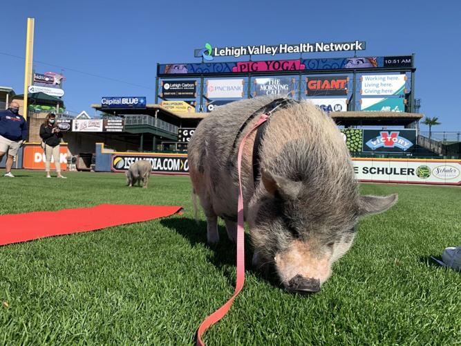 Families go hog wild for pig yoga at Coca-Cola Park | News | wfmz.com