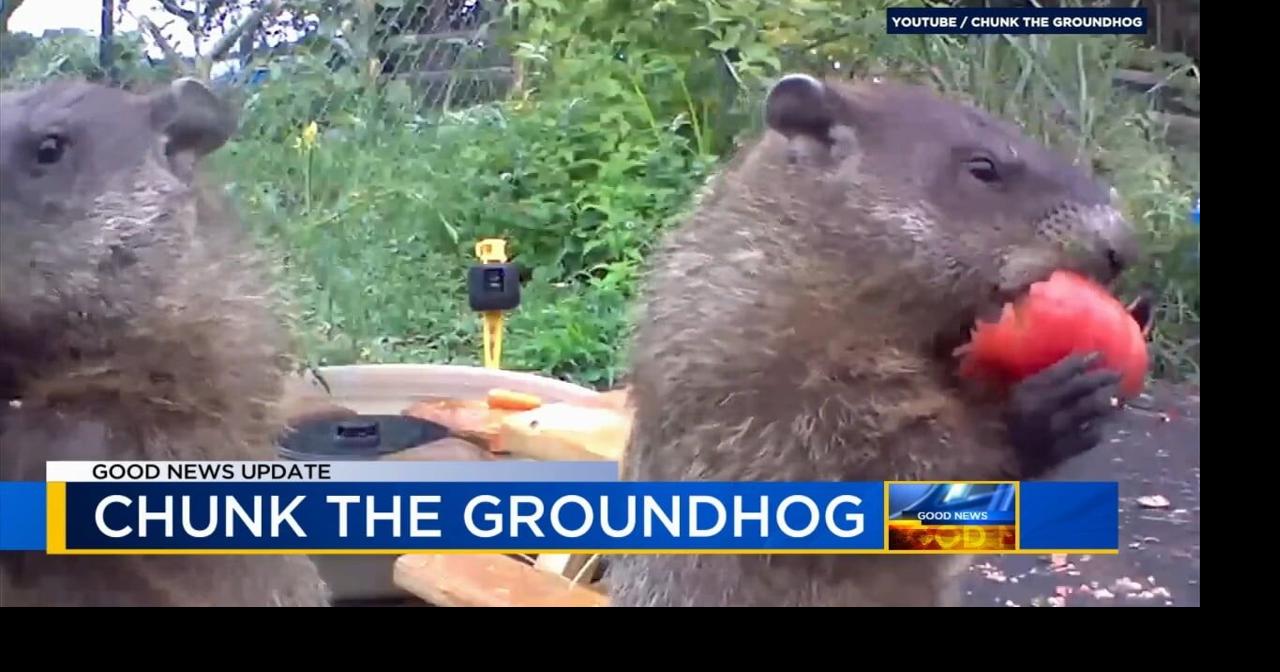 Viral sensation 'Chunk the Groundhog' remains strong into sixth season ...