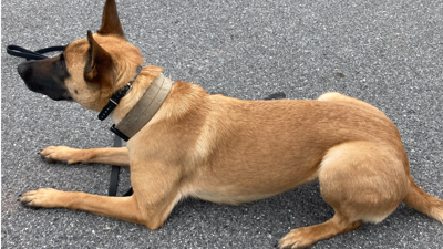 Lower Heidelberg Police unveil department's newest K9 officer | Berks ...