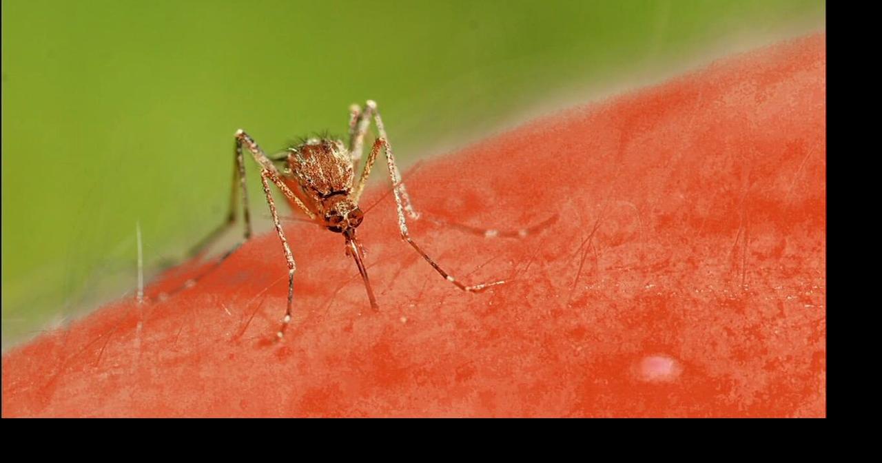 Mosquito defense: Ways to beat the bite | Life Lessons | wfmz.com