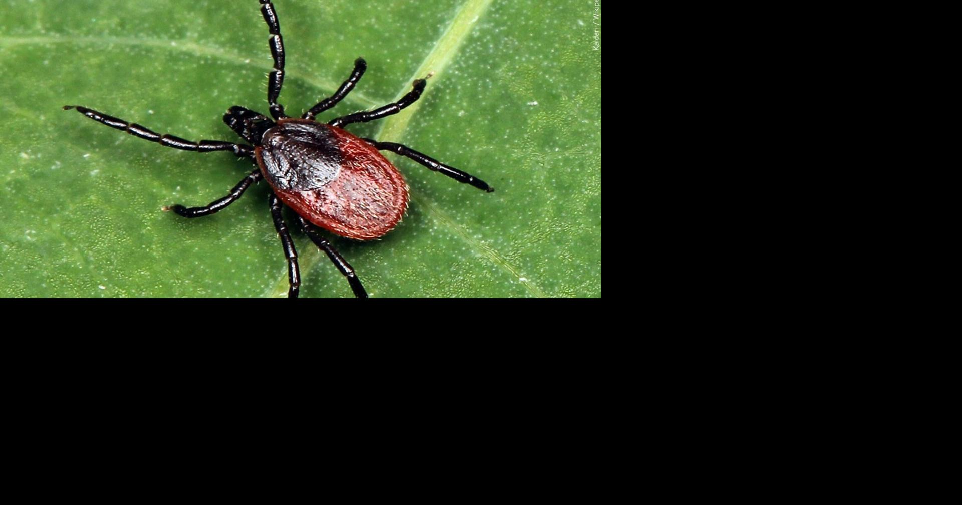 Northampton County budget review: 'Tick dragging,' $3M for open space ...