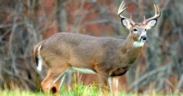 Salisbury residents ask township for assistance with exploding deer ...