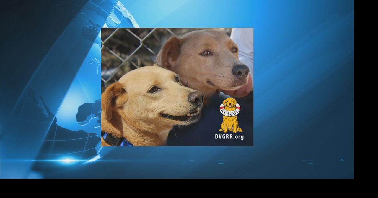 Pet of the Month: Coconut retrievers available for adoption from DVGRR ...