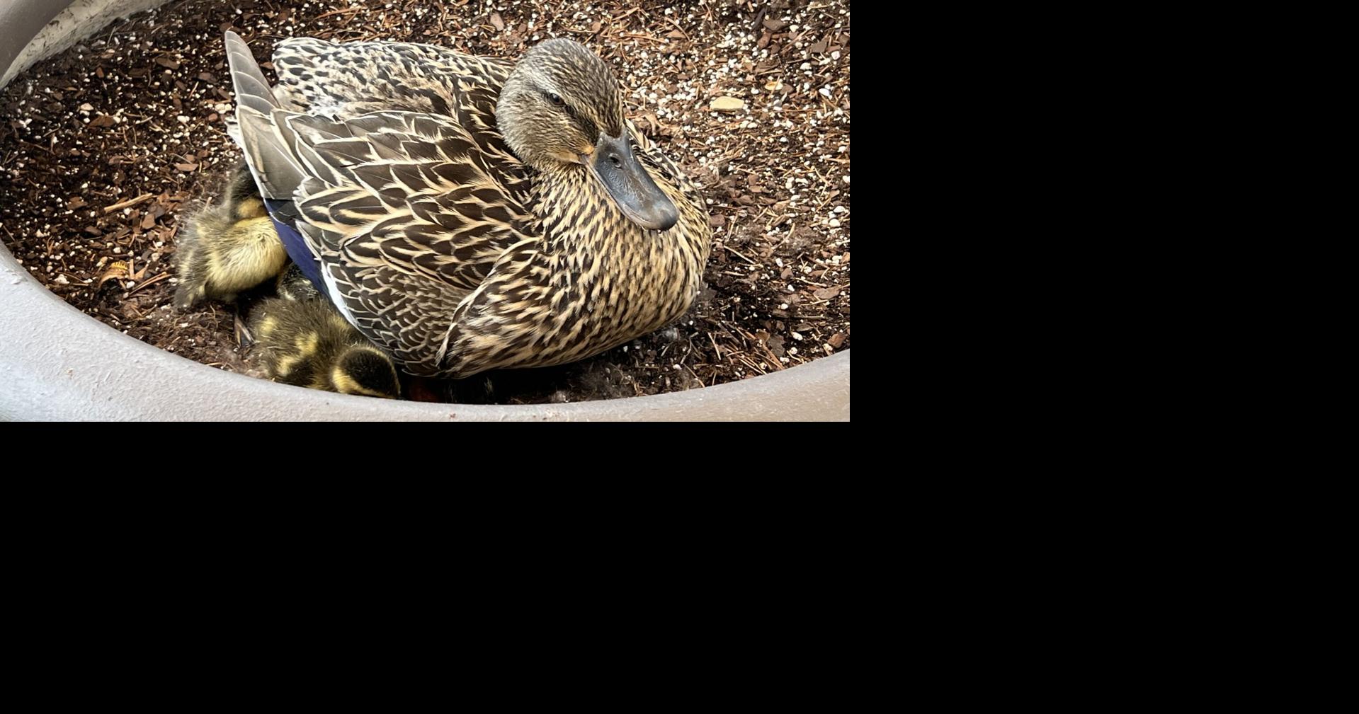 Ducklings hatch after duck set up shop at Promenade Shops in Upper ...