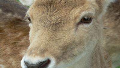 deer jumping through window