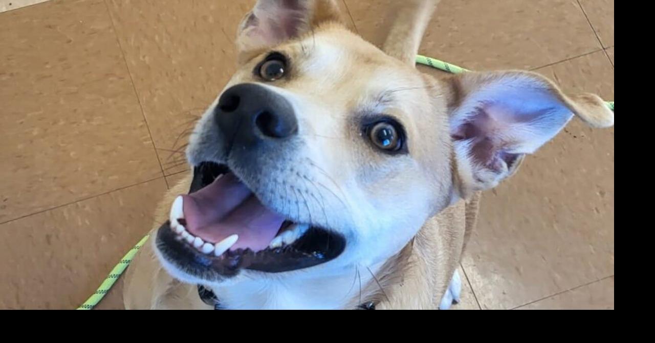 Humane Pennsylvania waives adoption fees this week | Good News | wfmz.com